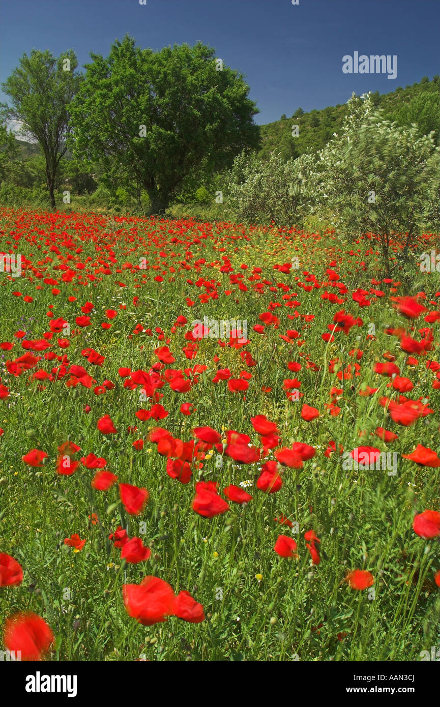 Poppy field in Turkey, tree in background Stock Photo - Alamy