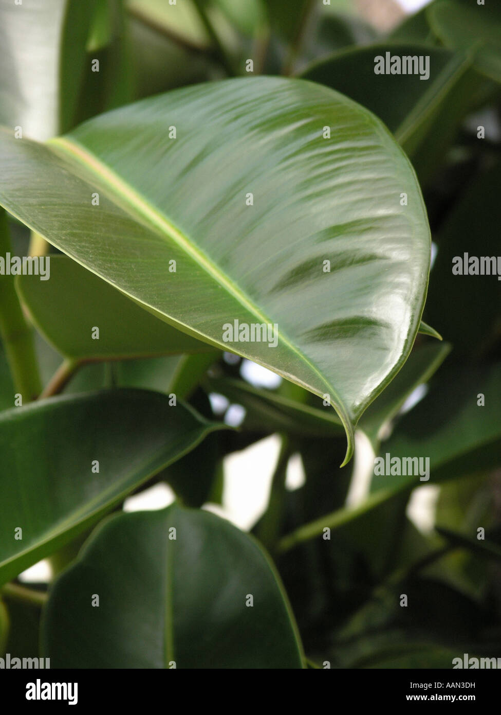 Adult Ficus leaves Stock Photo - Alamy