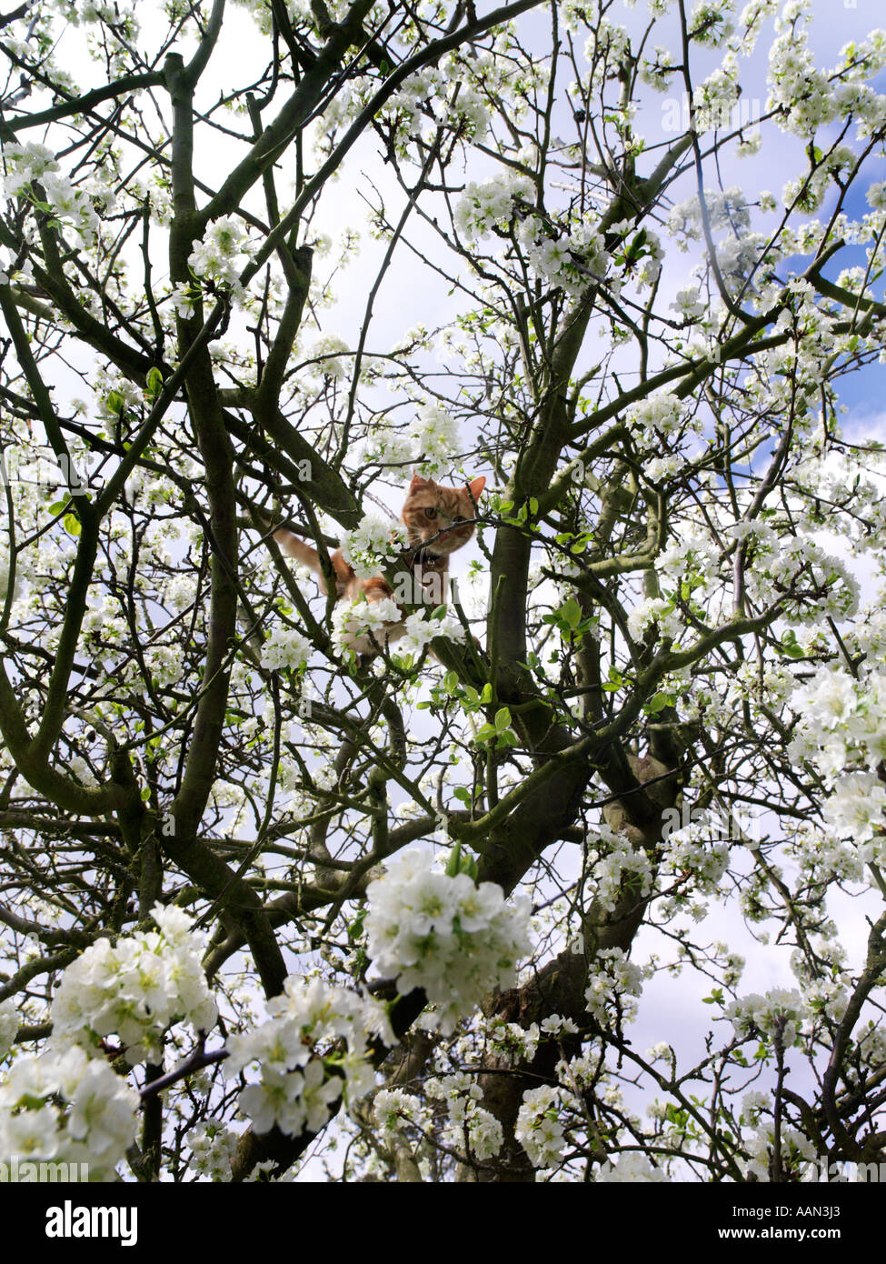 Ginger cat climbing tree hi-res stock photography and images - Alamy