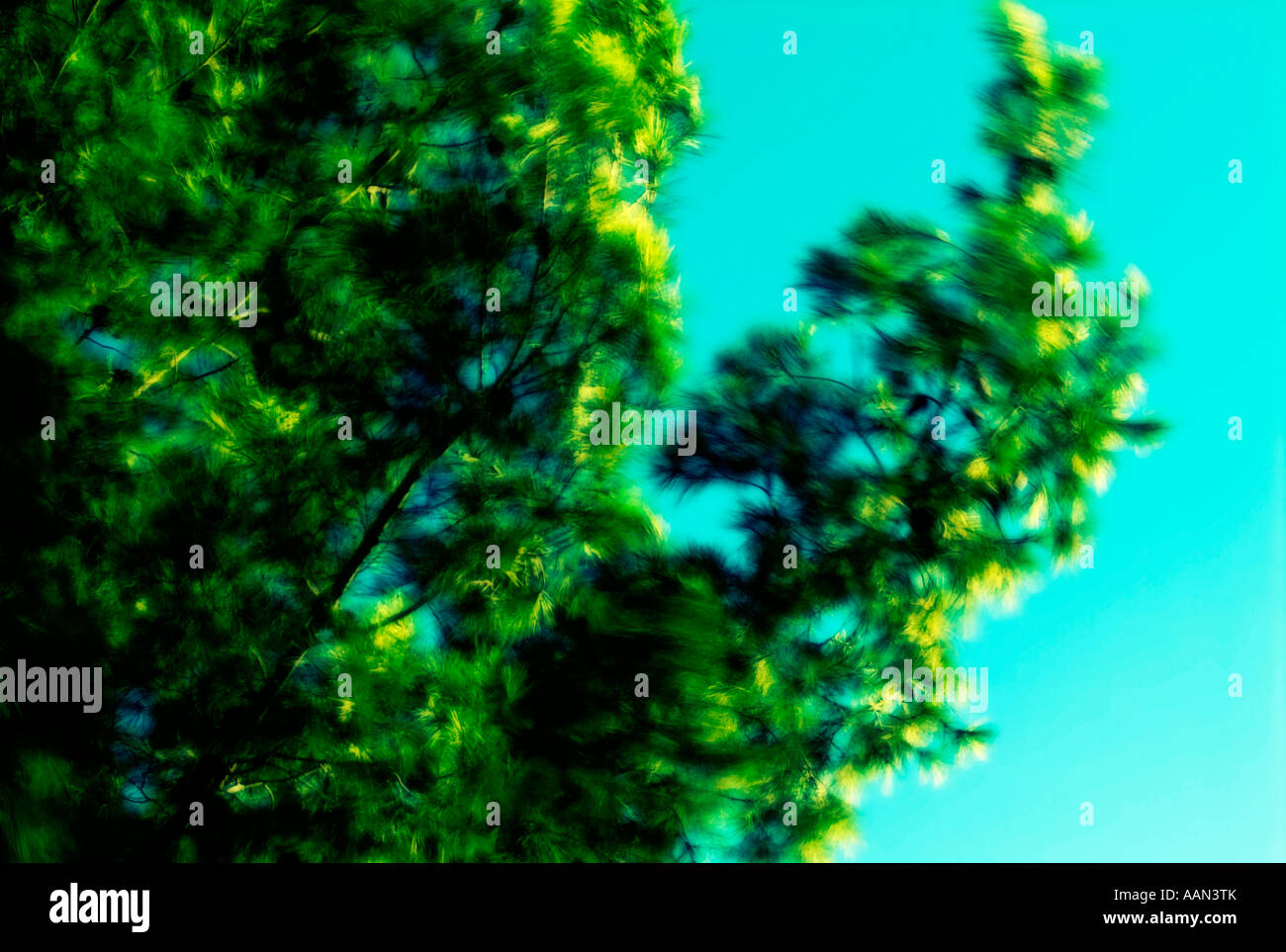 Tree leaves moved wind hi-res stock photography and images - Alamy