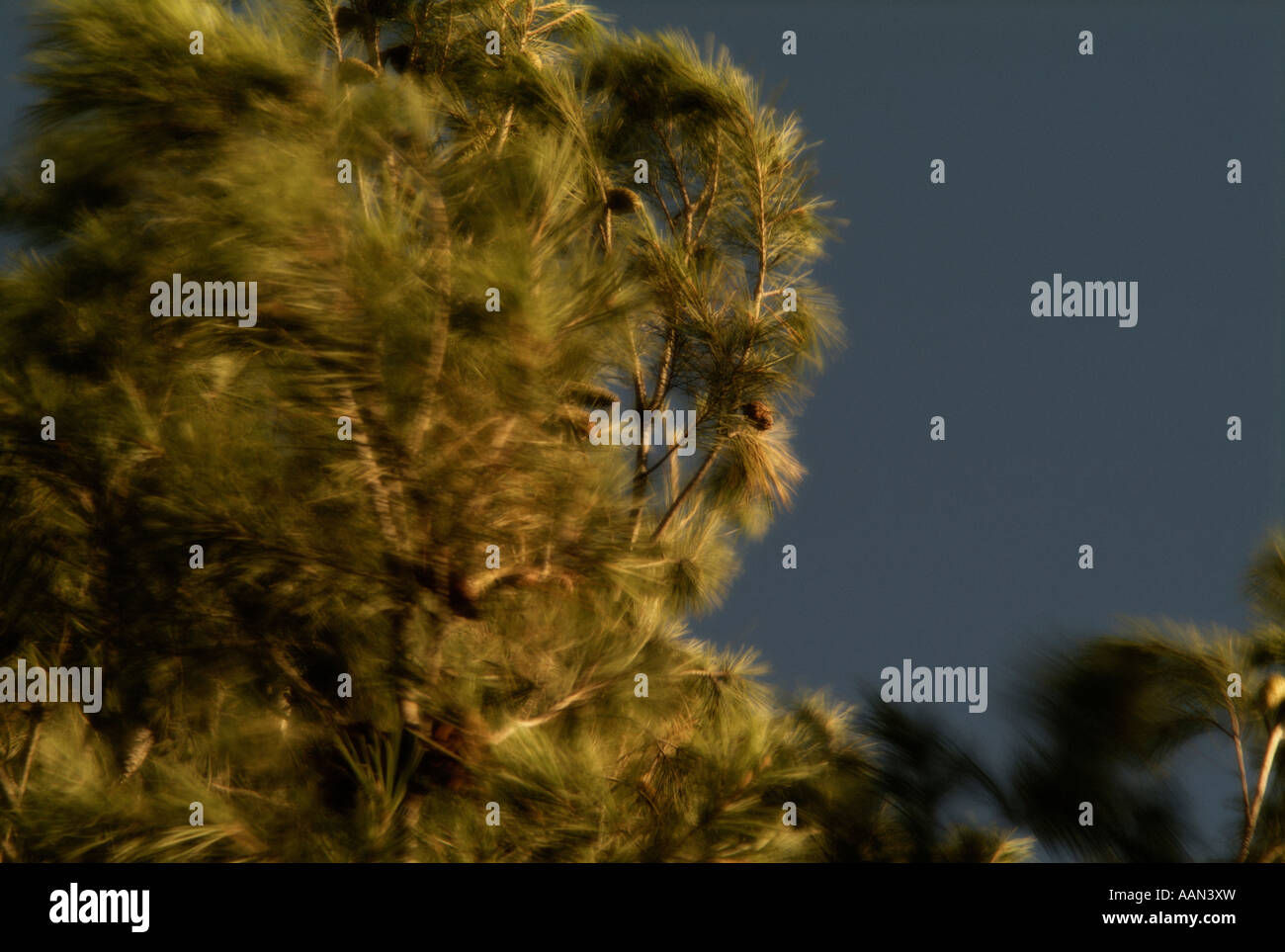 Tree leaves moved wind hi-res stock photography and images - Alamy