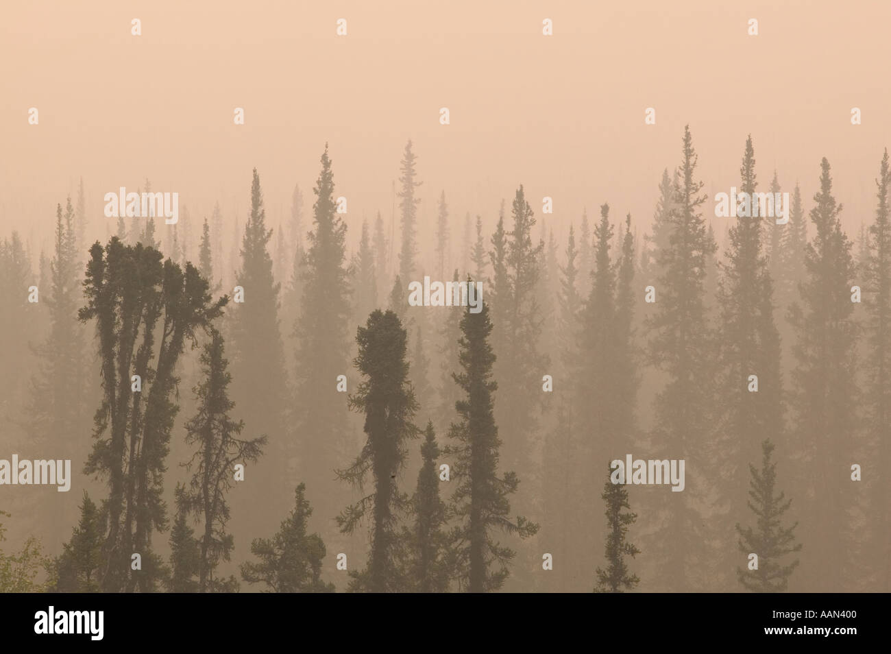 smoke hangs over burnt out areas of forest following Alska s worst ever ...