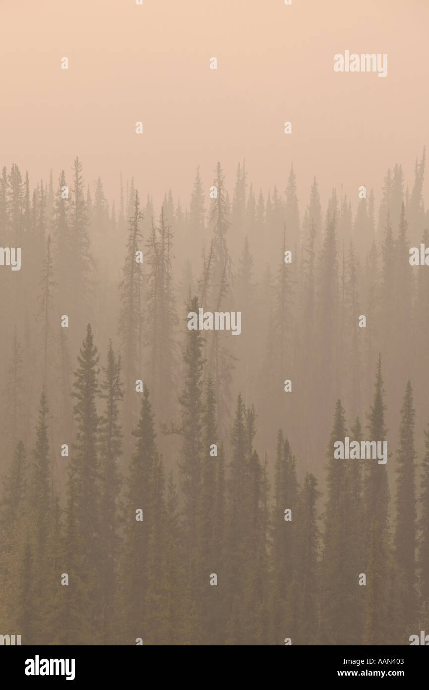 smoke hangs over burnt out areas of forest following Alaska s worst ...