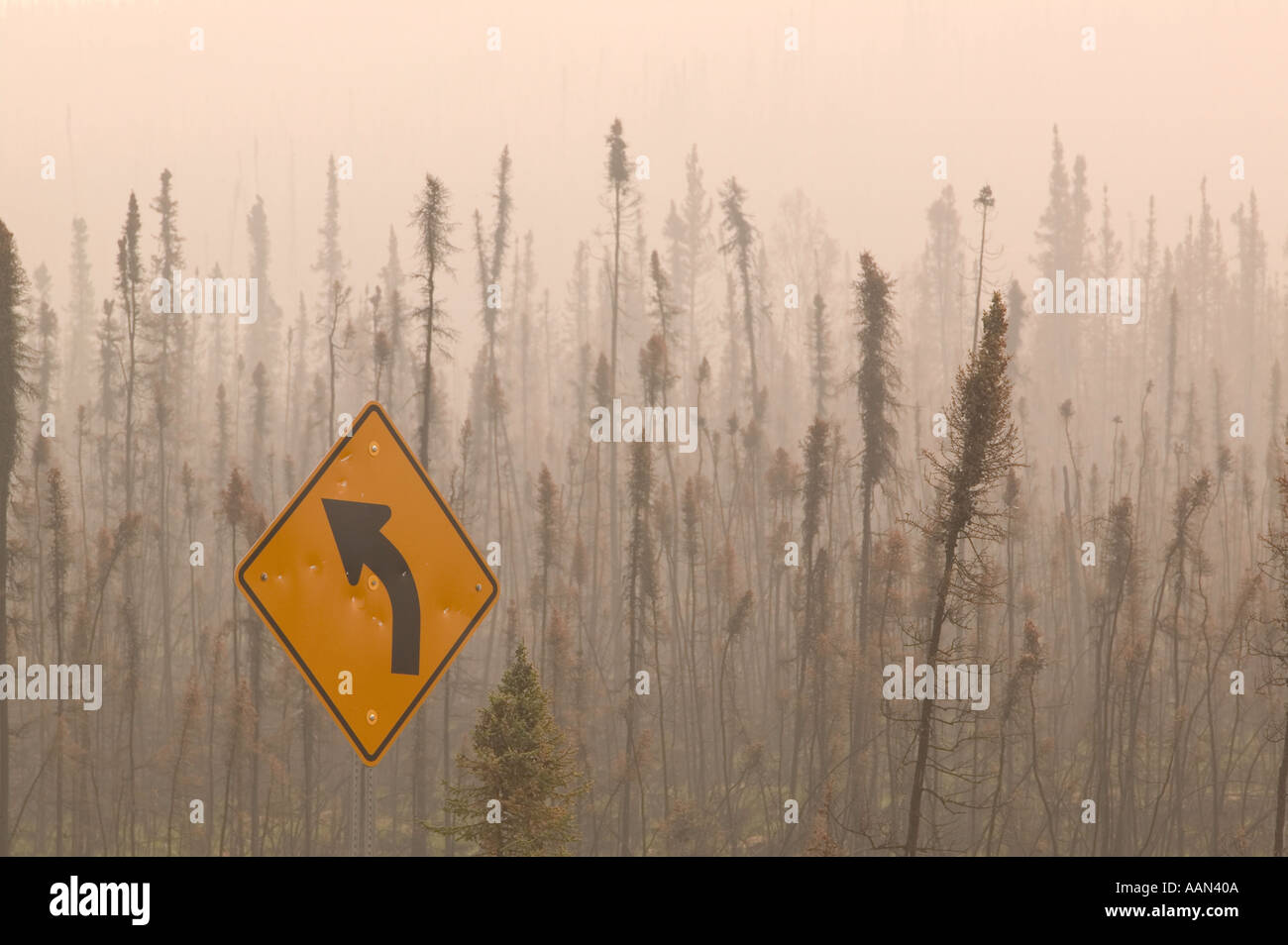 Burnt out forest hi-res stock photography and images - Alamy