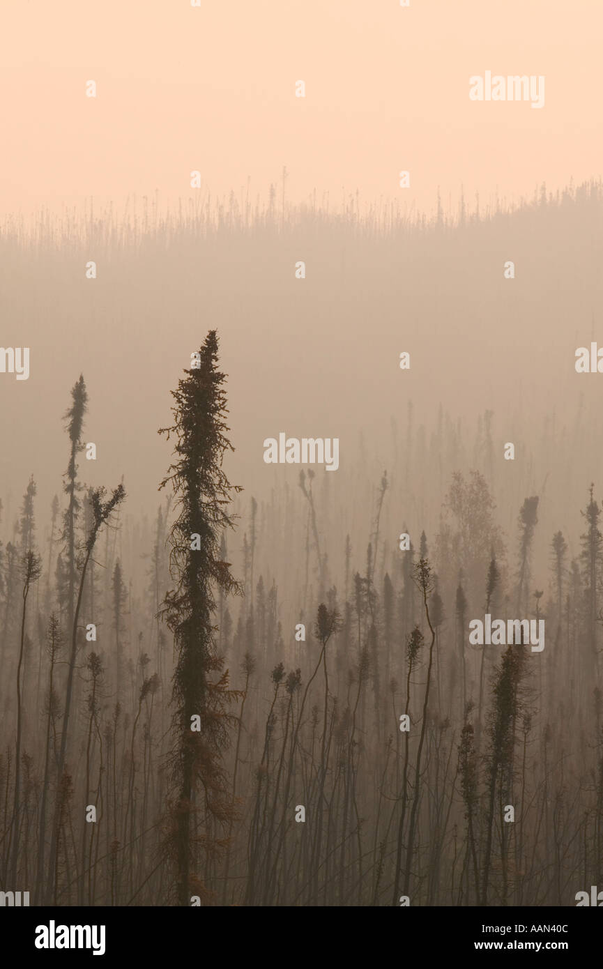 Burnt out forest hi-res stock photography and images - Alamy