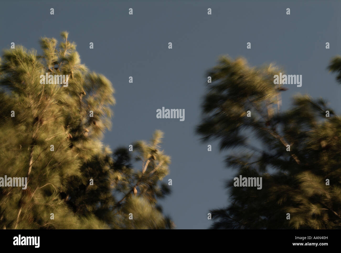 Tree leaves moved wind hi-res stock photography and images - Alamy