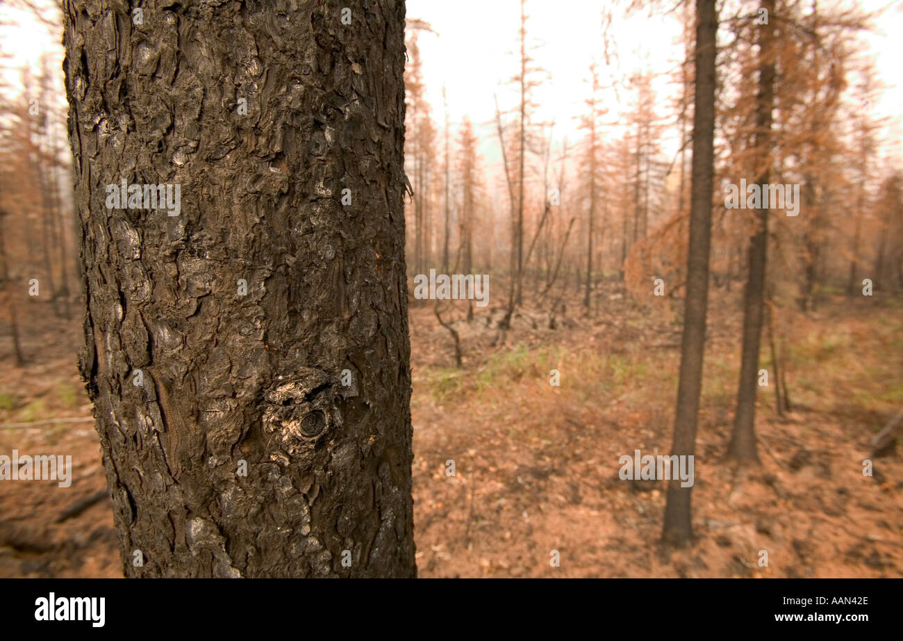 Burnt out forest following forest fires in alaska after the hottest ...