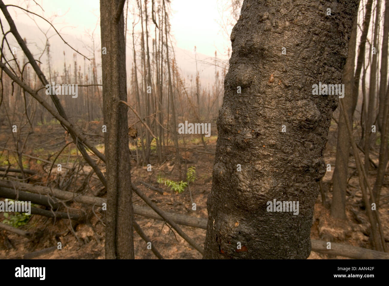 Burnt out forest following forest fires in alaska after the hottest ...