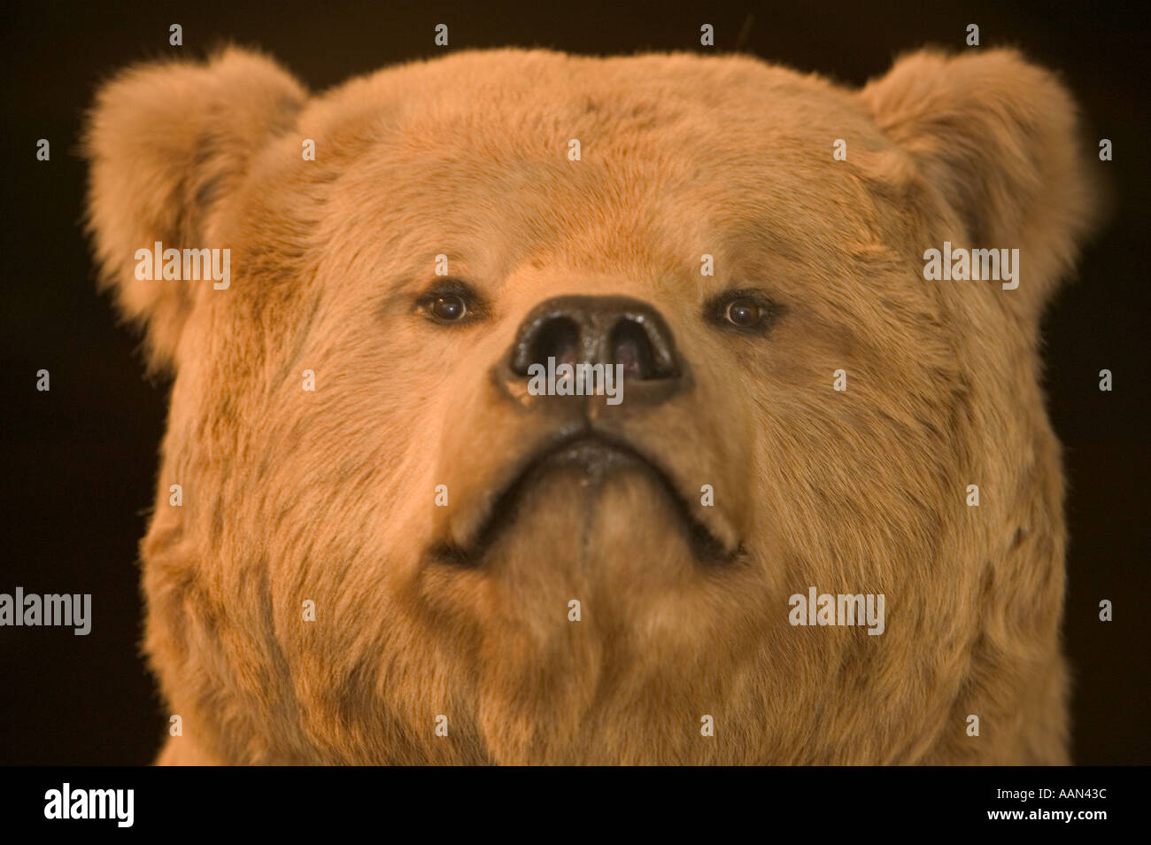 Grizzly bear face Fairbanks Alaska Stock Photo - Alamy