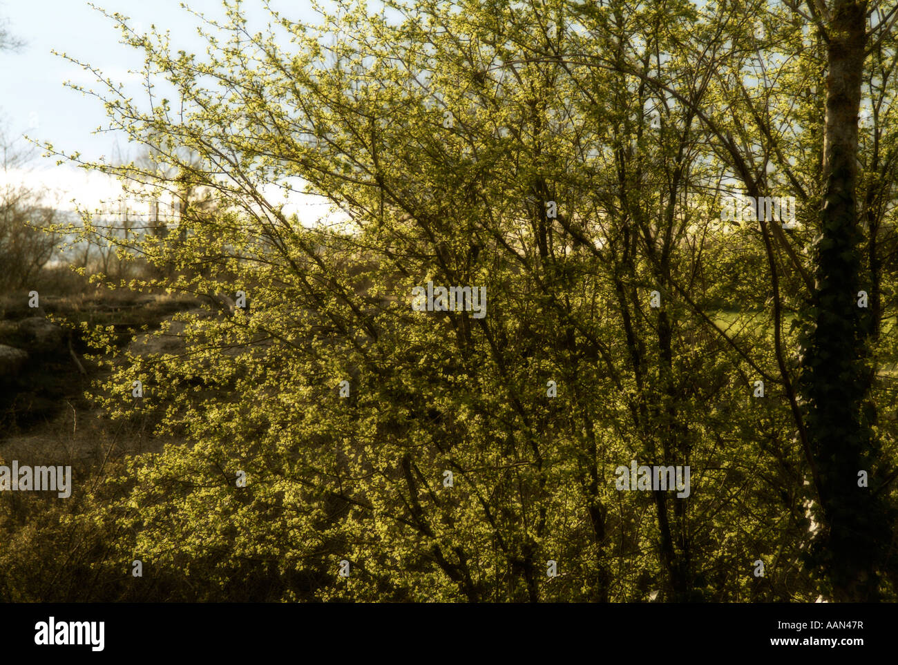 Shrubbery in a forest Stock Photo - Alamy