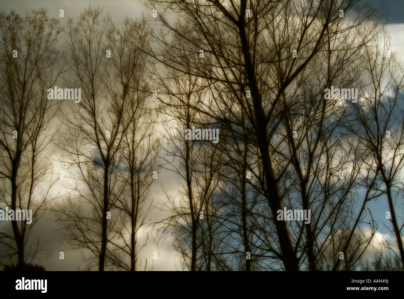 Deciduous tree in a forest Stock Photo - Alamy
