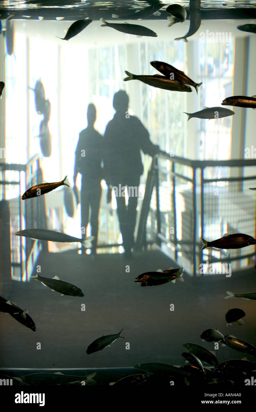 people and fish in the Alaska Sea Life Centre in seward Stock Photo - Alamy
