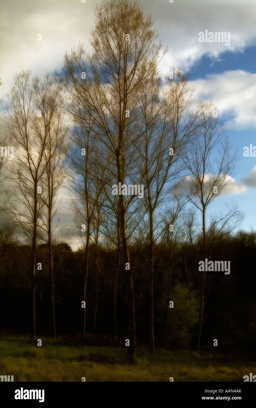 Deciduous tree in a forest Stock Photo - Alamy