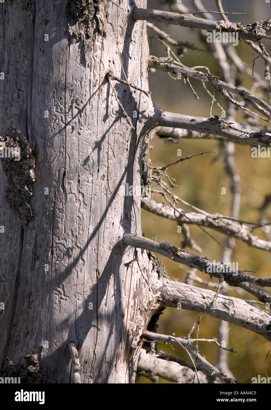 Black Spruce Bark Tree Bark Patterns & Textures – Part 6