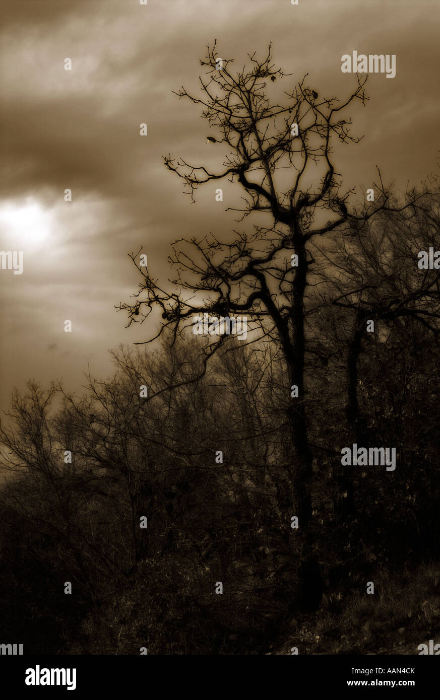 Deciduous tree in a forest Stock Photo - Alamy