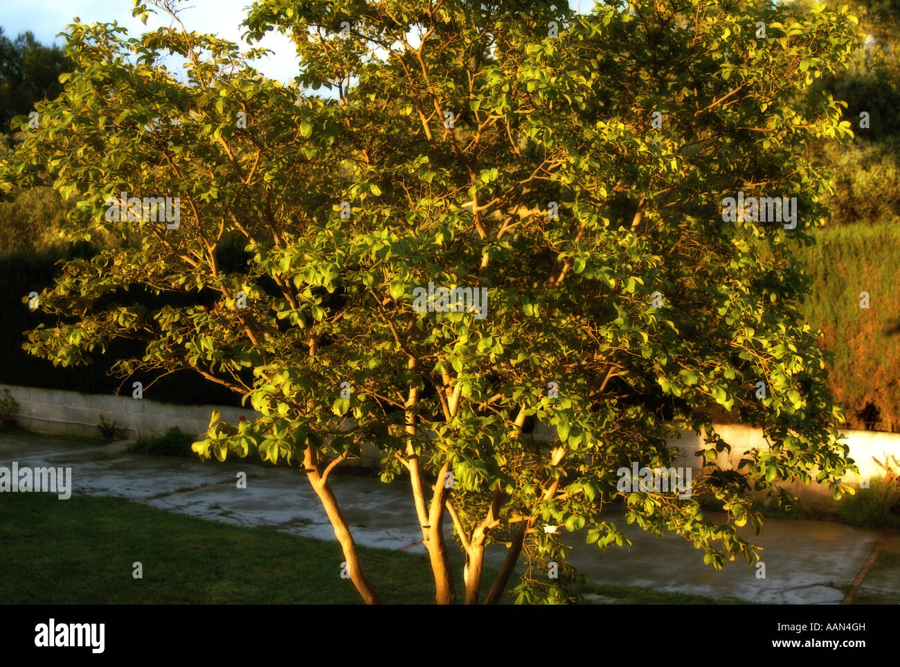 Little tree in a garden Stock Photo - Alamy