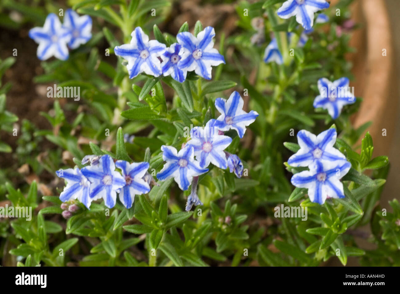 Lithospermum diffusum `star' flowers Stock Photo - Alamy