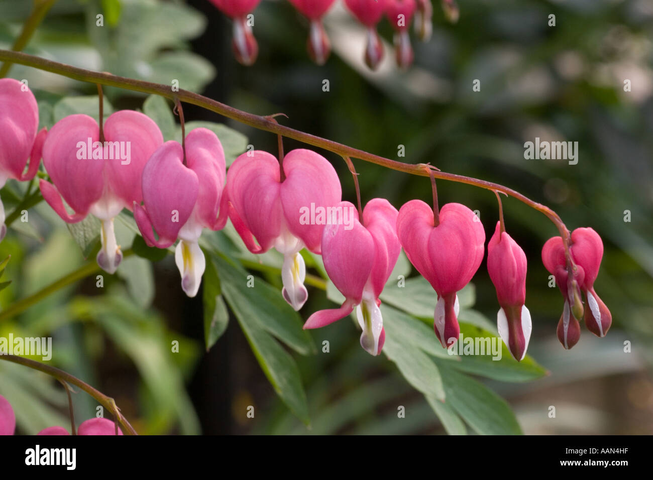 Dicentra Spectabilis, Love lies bleeding flowering plant Stock Photo ...