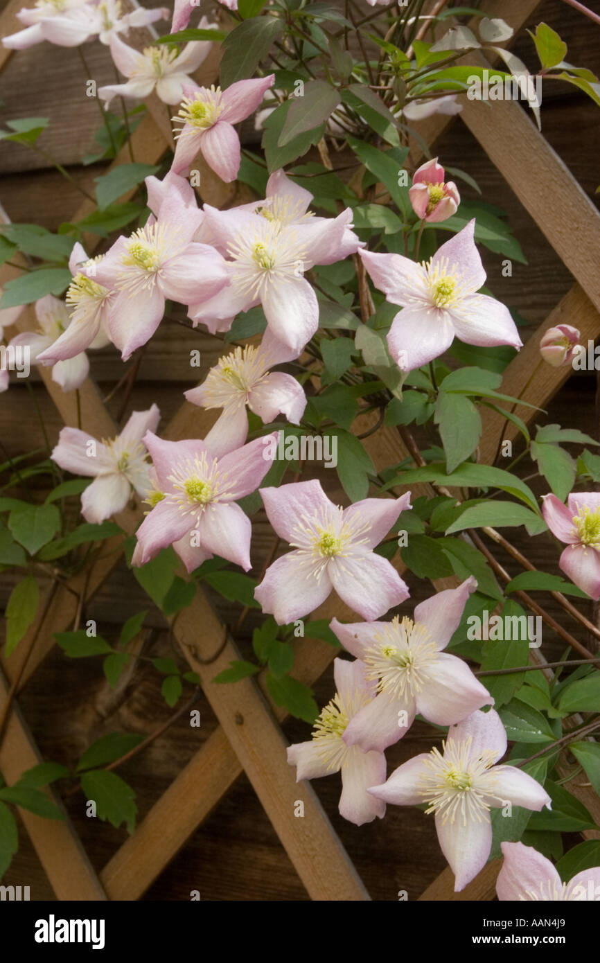 Clematis montana flowering climber plant on trellis Stock Photo - Alamy