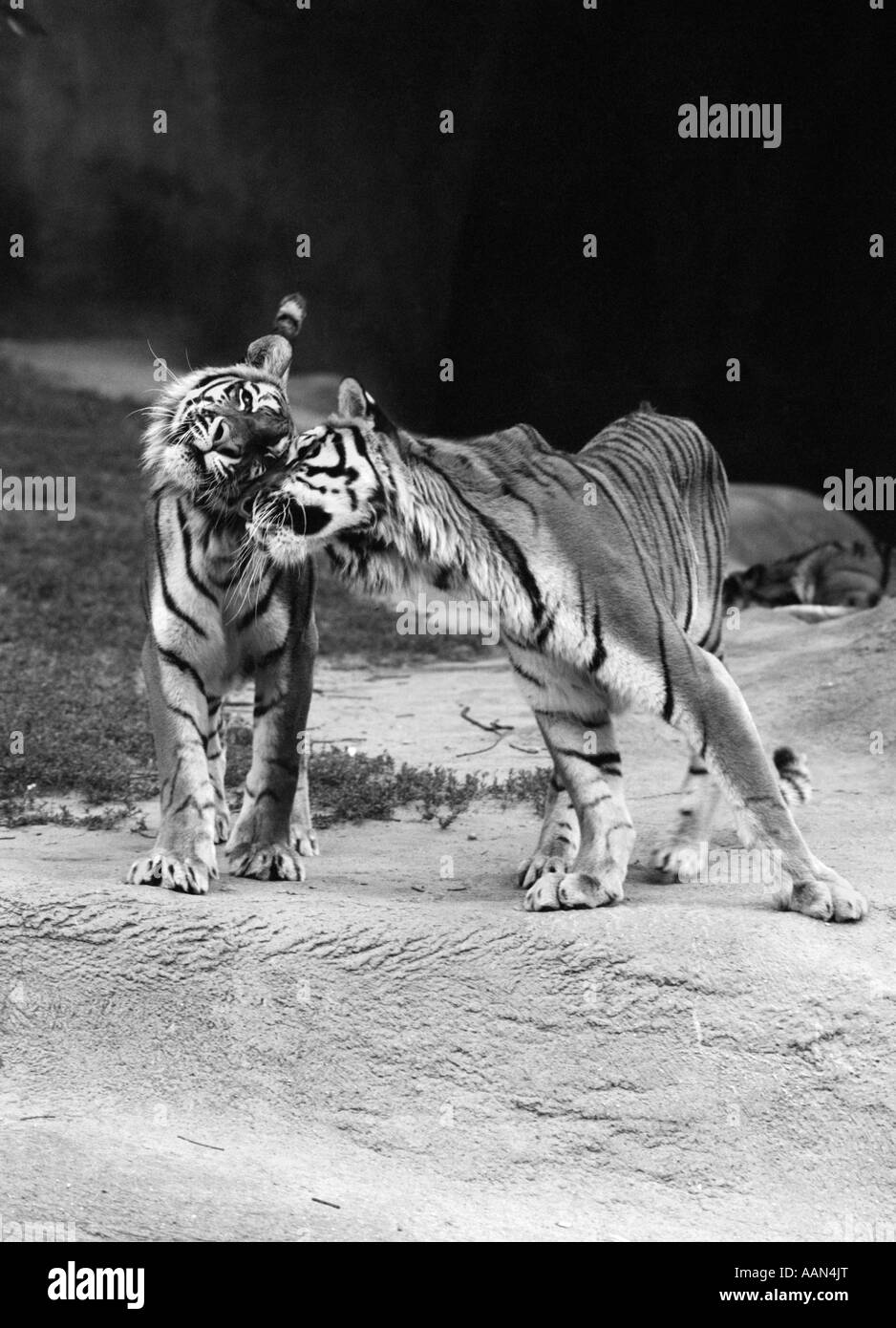 Nuzzling each other Black and White Stock Photos & Images - Alamy