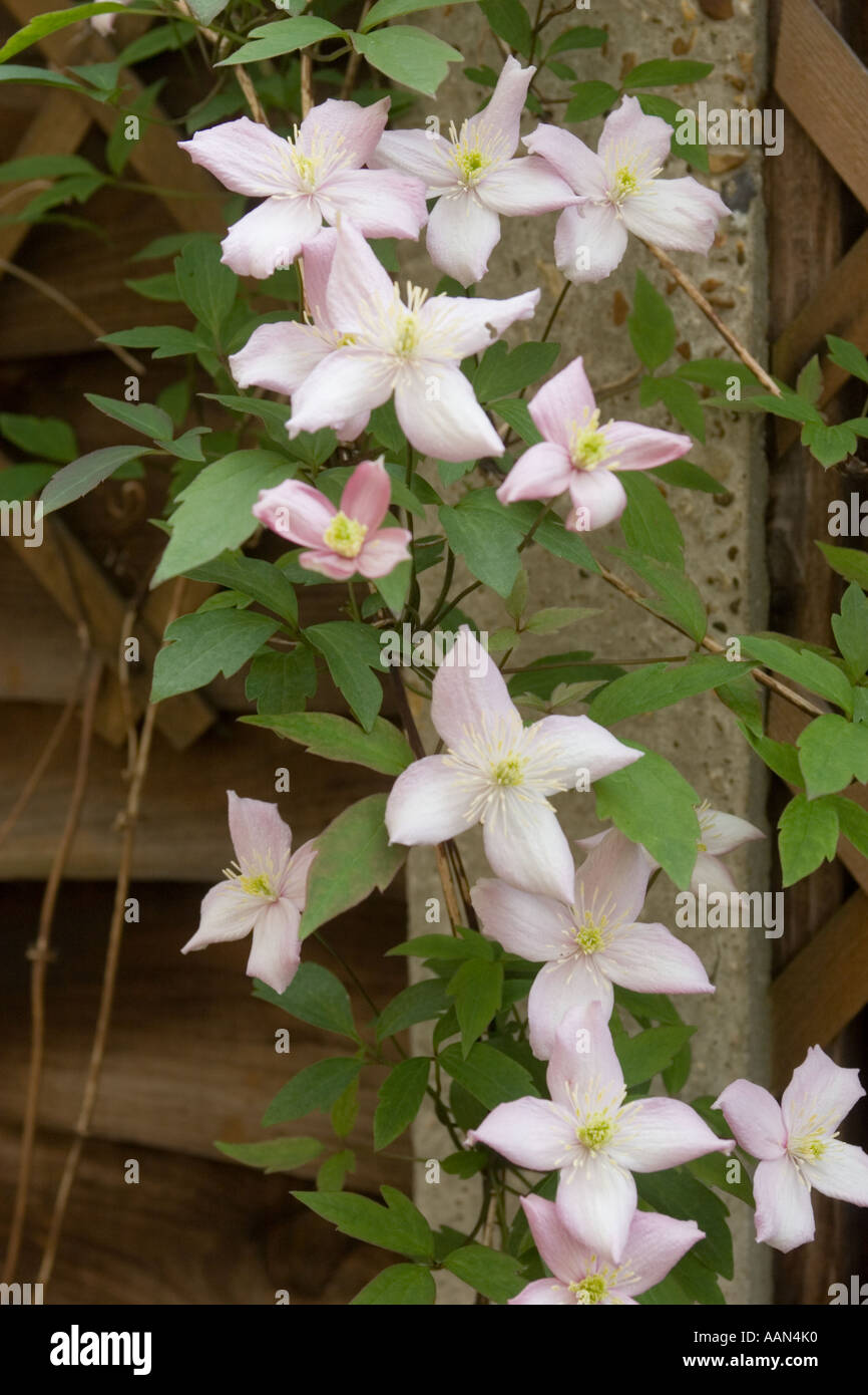 Clematis montana flowering climber plant Stock Photo - Alamy