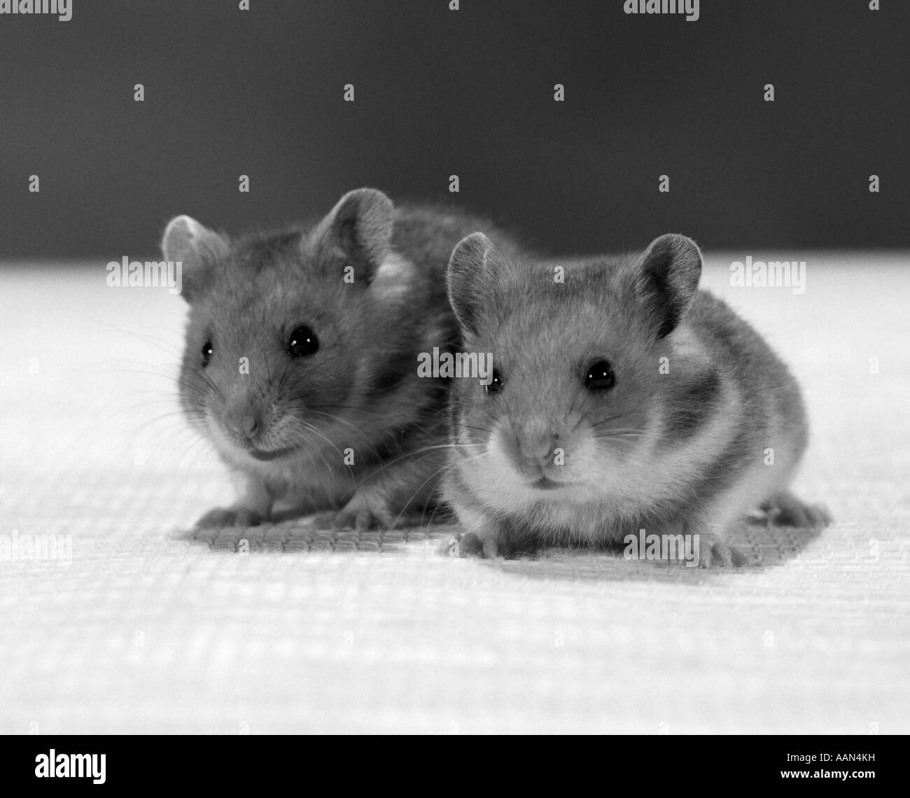 Pets 2 Black and White Stock Photos & Images - Alamy