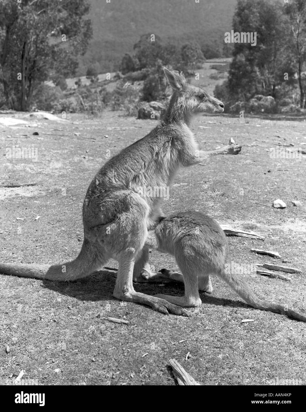 KANGAROO STANDING IN THE AUSTRALIAN BUSH BABY JOEY HEAD IN POUCH Stock ...