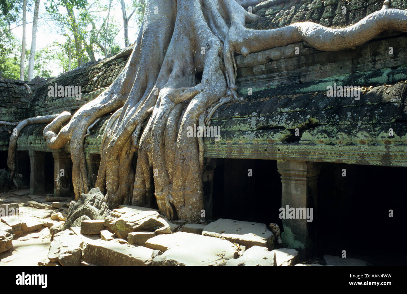 Silk cotton tree roots over double pillared western gallery of the ...
