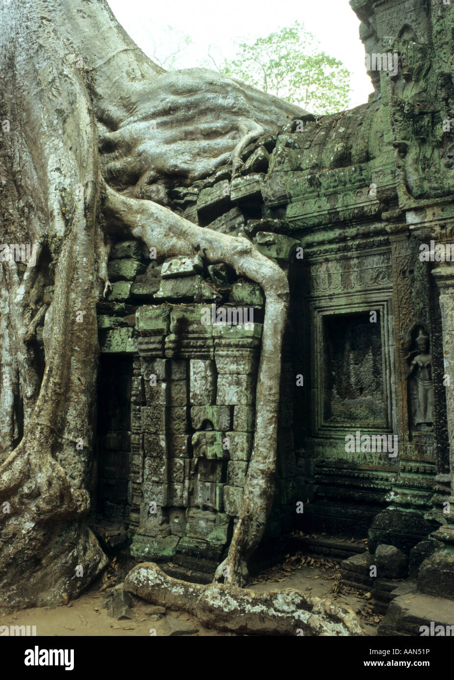 Temple covered in tree roots hi-res stock photography and images - Alamy