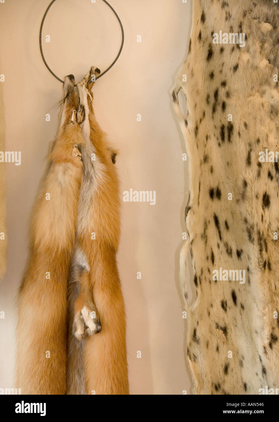 Spotted seal and Red Fox furs at Shishmaref Eskimo tannery Stock Photo ...