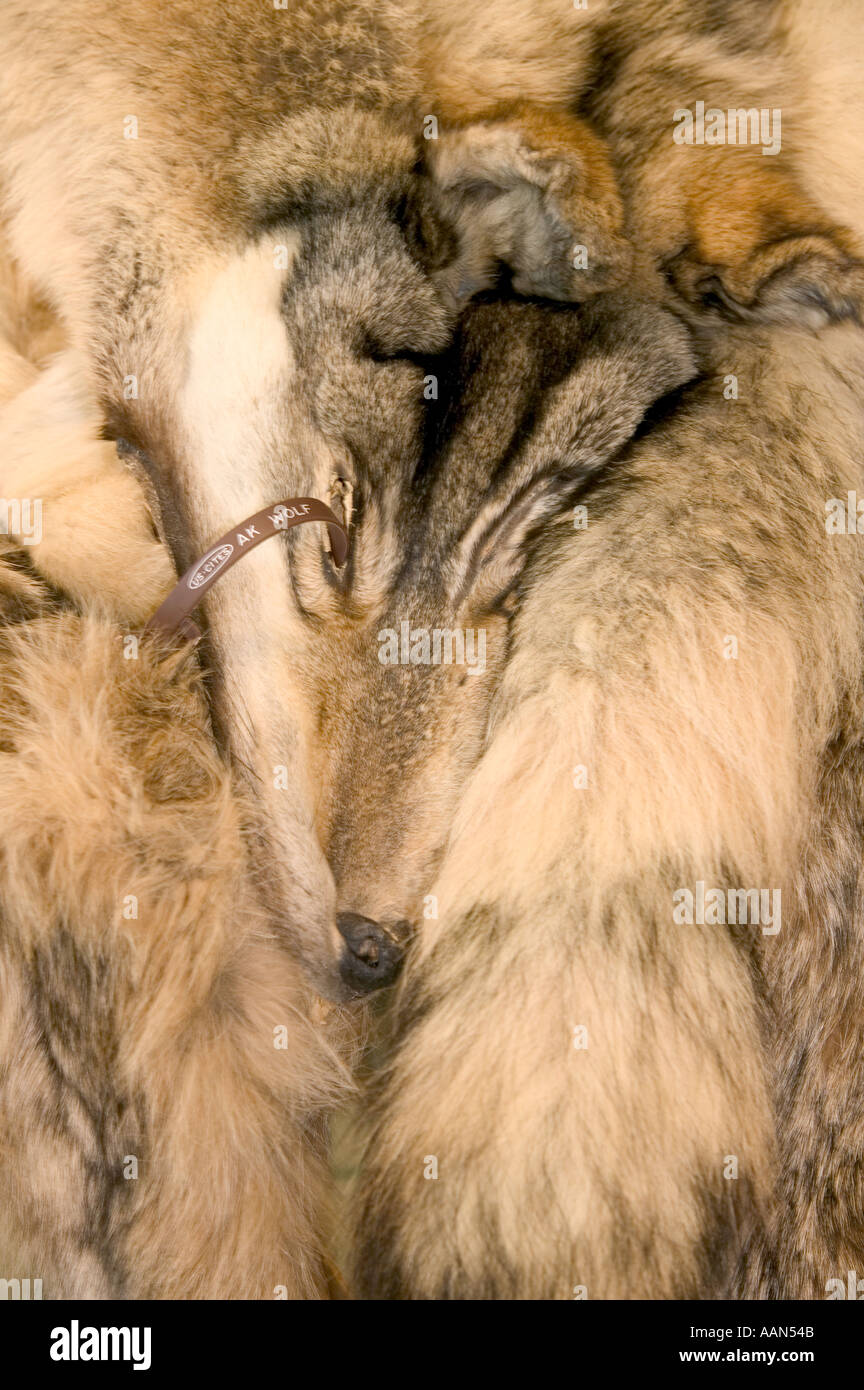Wolf furs hi-res stock photography and images - Alamy