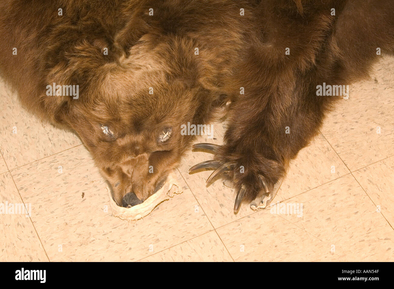 Alaska bear skin hi-res stock photography and images - Alamy