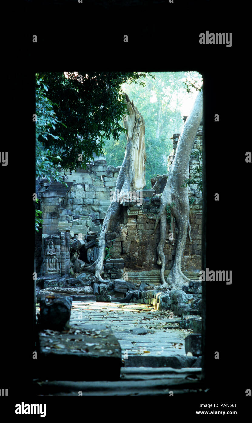 Two silk cotton trees growing over the crumbling ruins, viewed through ...
