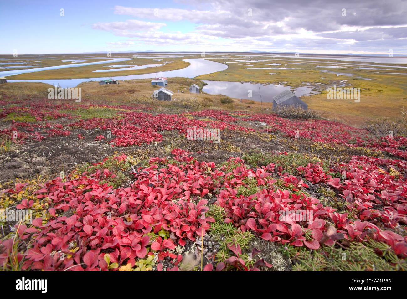 Arctic Bearberry on the Tundra hunting grounds of the Shishmaref Eskimo ...