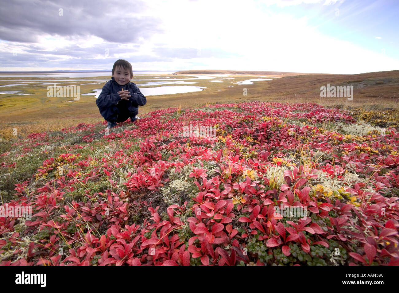 Bearberries hi-res stock photography and images - Alamy