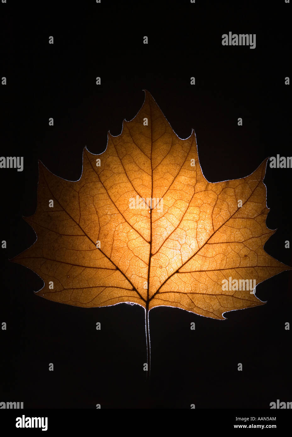 light coming from behind a leaf Stock Photo - Alamy