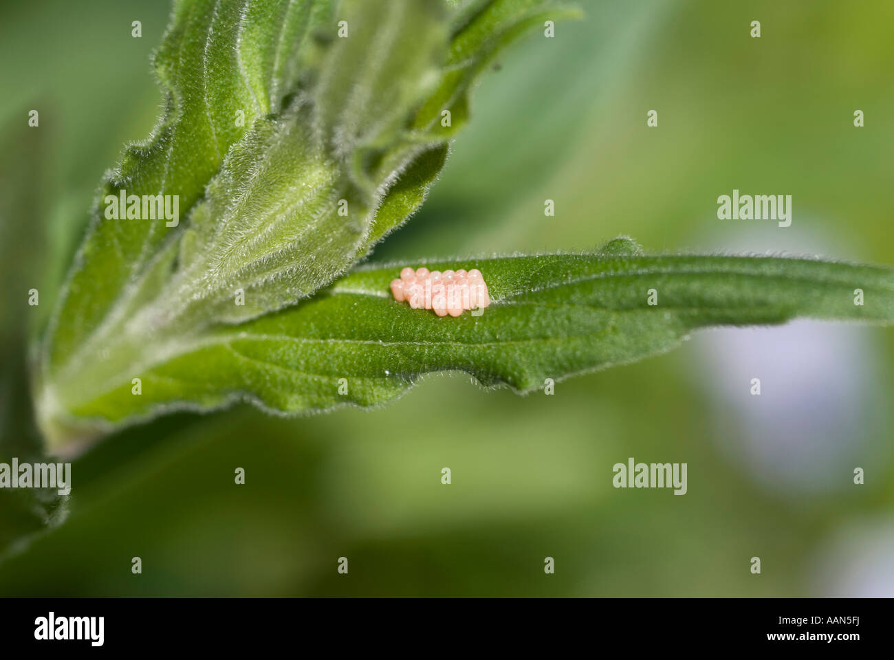 Shieldbug egg cluster Stock Photo - Alamy