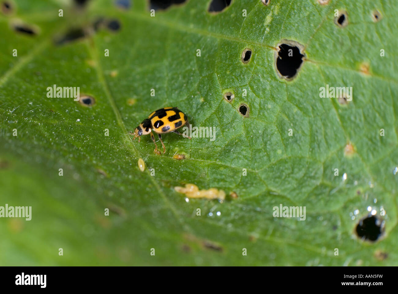 14 spot ladybird hi-res stock photography and images - Alamy