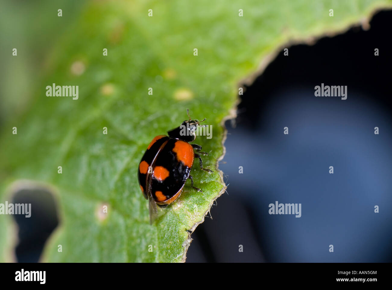 Bipunctata hi-res stock photography and images - Alamy
