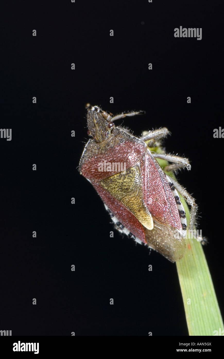 Sloe Shieldbug - Dolycoris baccarum Stock Photo - Alamy