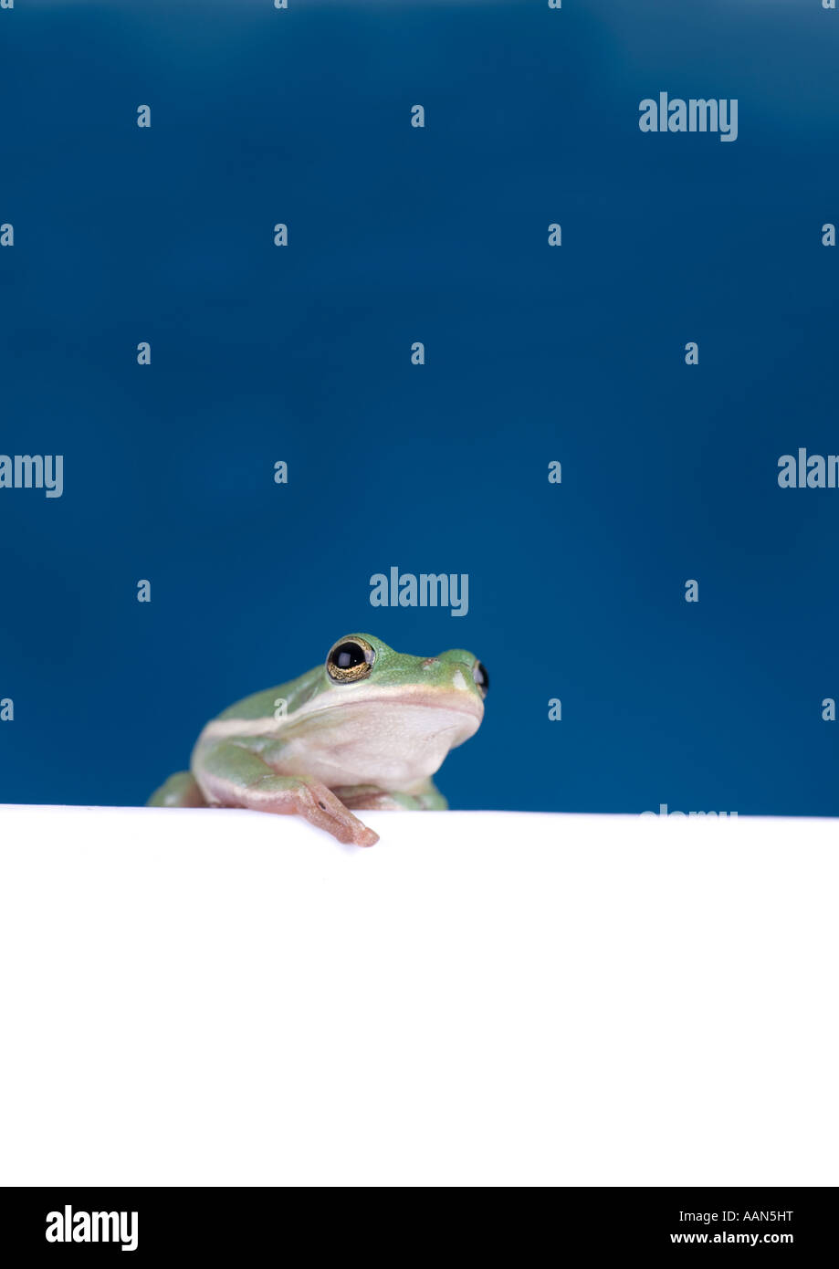Frog box hi-res stock photography and images - Alamy