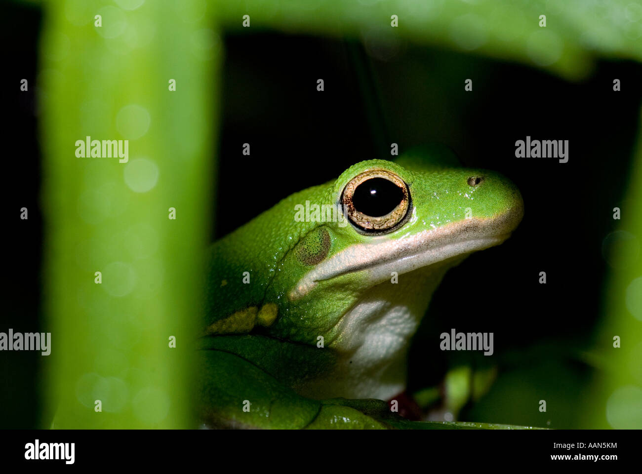 American green tree frog among pond vegetation Stock Photo - Alamy