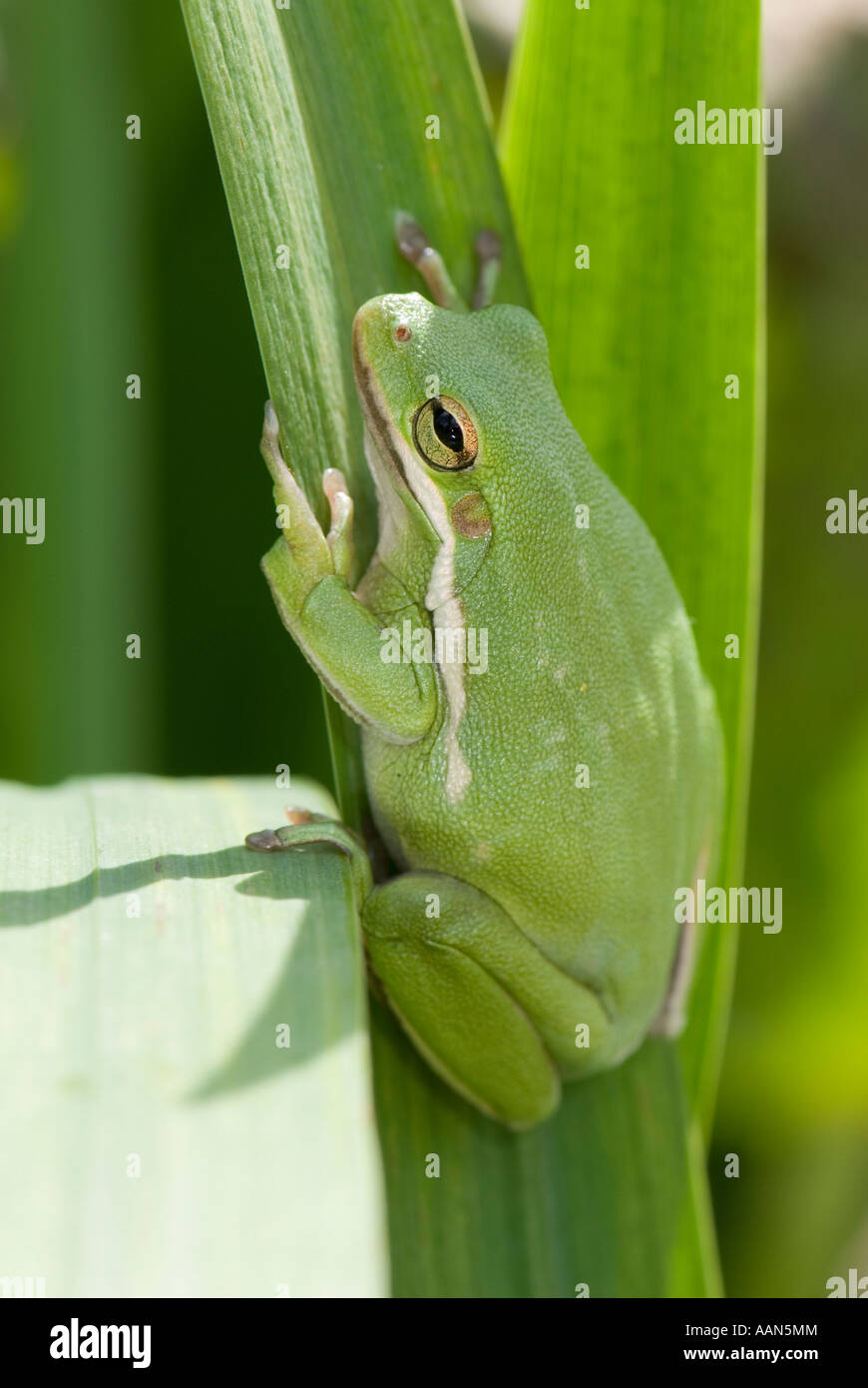 American green tree frog on leaf Stock Photo - Alamy