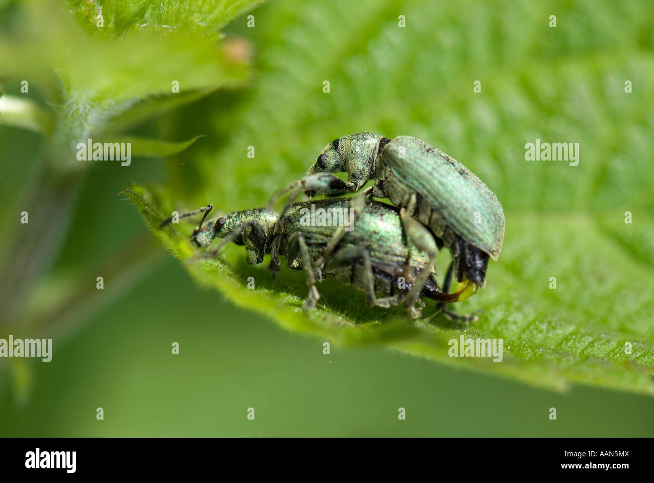 Side view of weevils copulating Stock Photo - Alamy