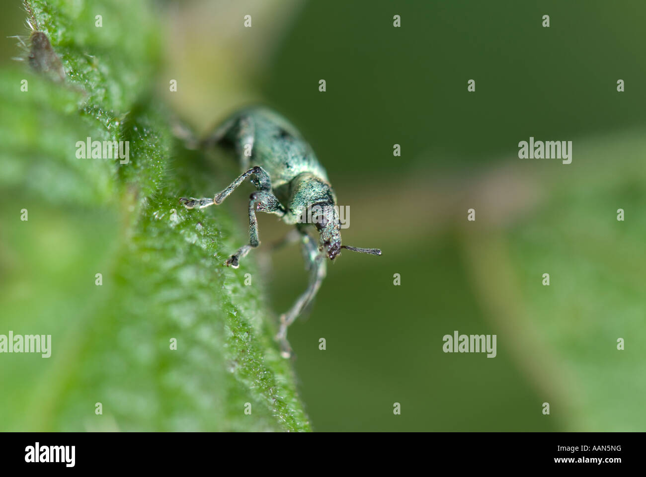 Green leaf beetle phyllobius hi-res stock photography and images - Alamy