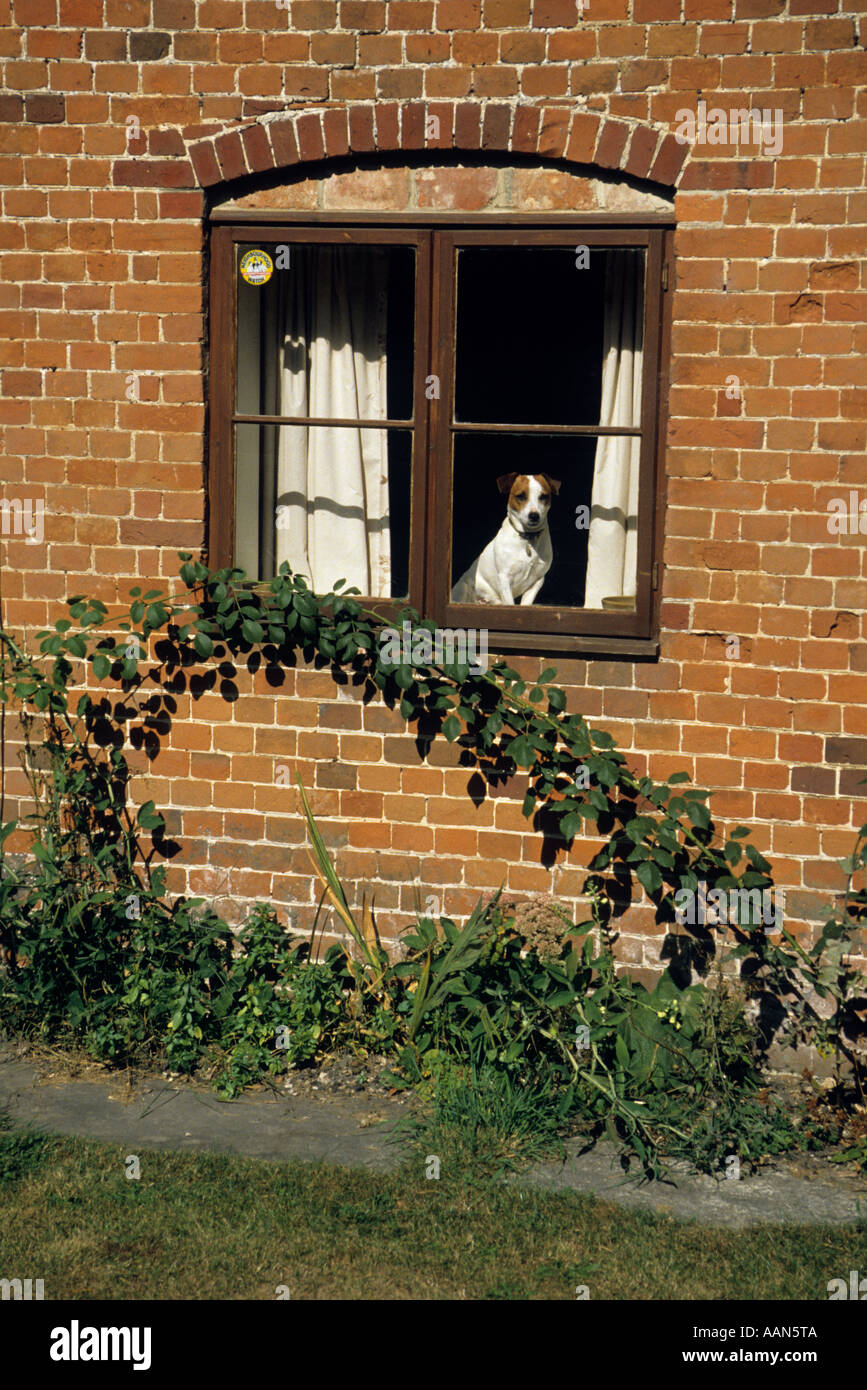 Dog looking out of house window with Neighbourhood Watch sticker Wales ...