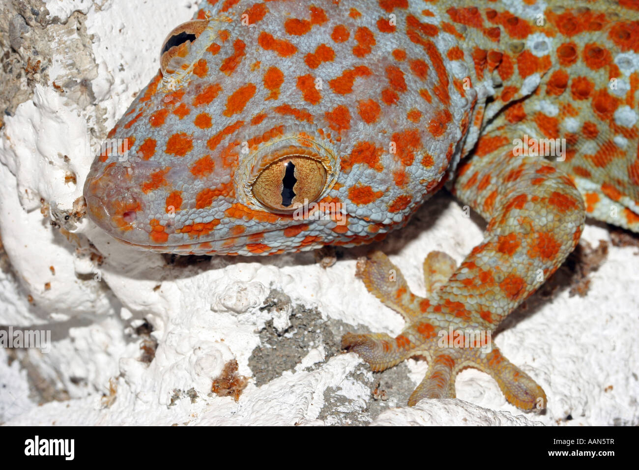 Gecko on the wall Stock Photo - Alamy