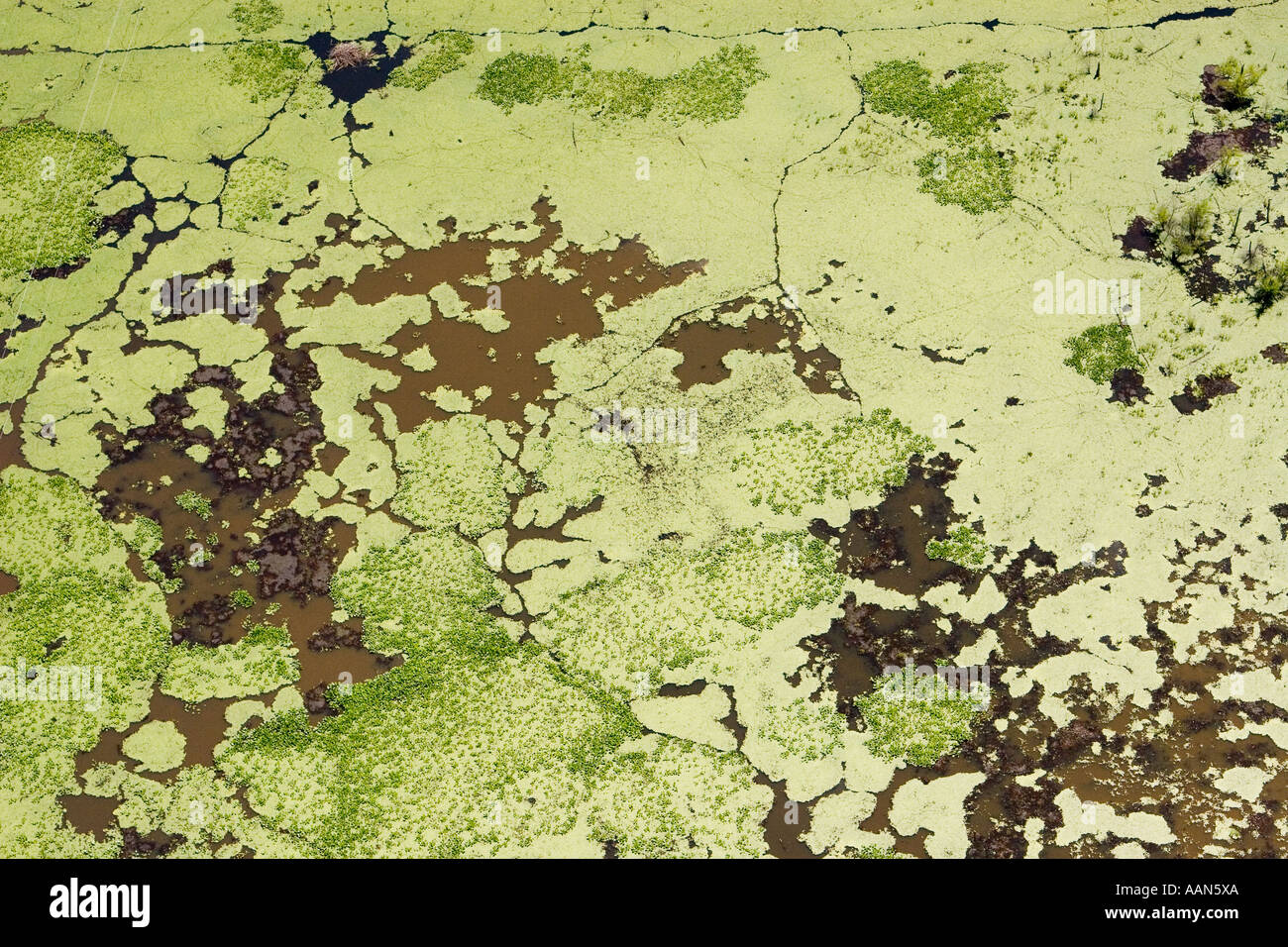 Algae infested water hi-res stock photography and images - Alamy