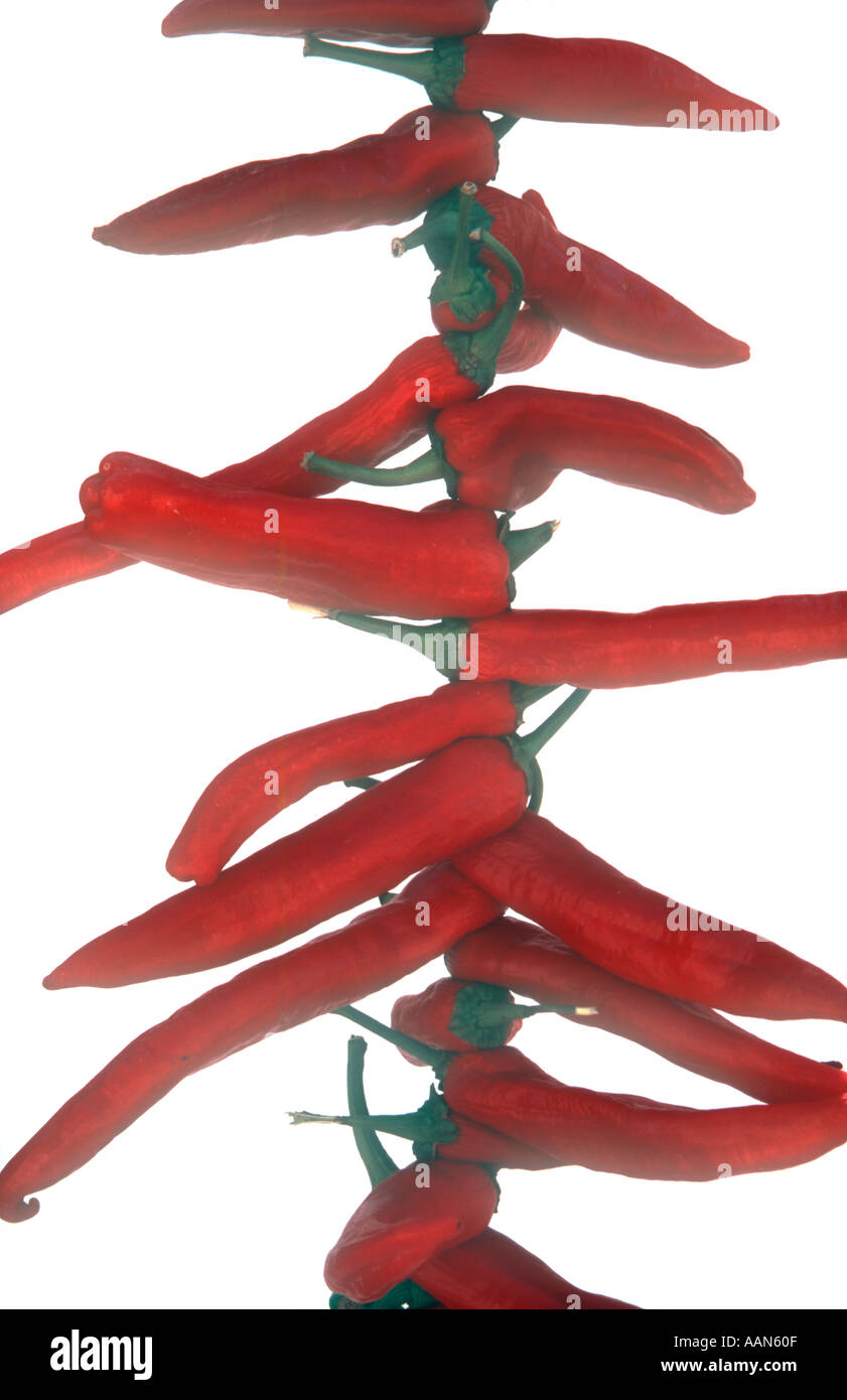 hanging string of red peppers Stock Photo - Alamy