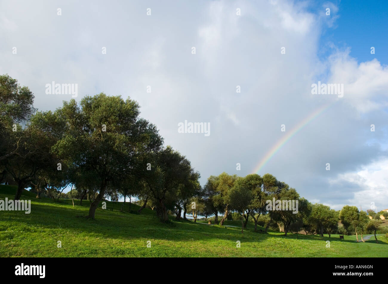 Trees and rainbow Stock Photo - Alamy